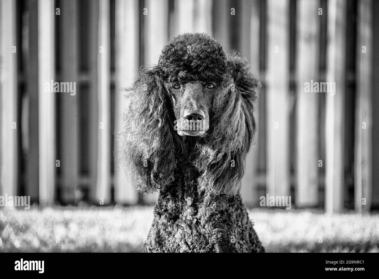 Standard black Black and White Stock Photos & Images - Alamy