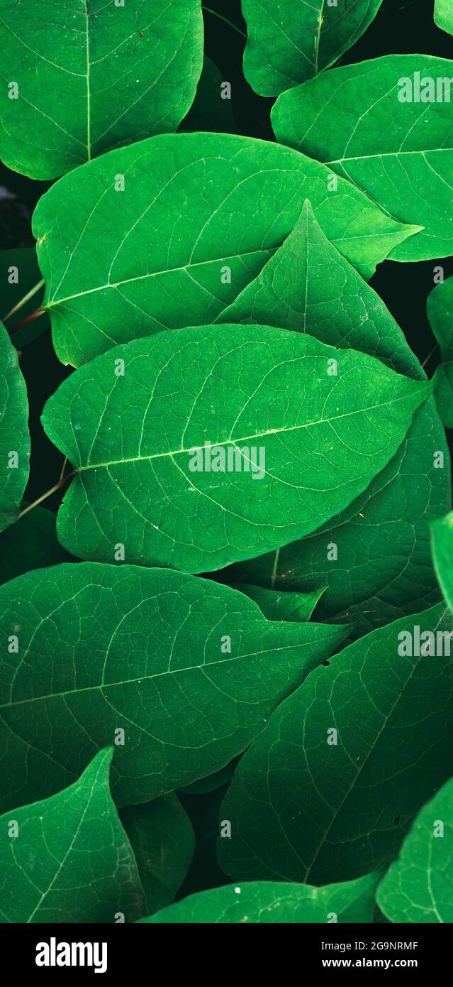 big green leaves nature with dark backround Stock Photo - Alamy