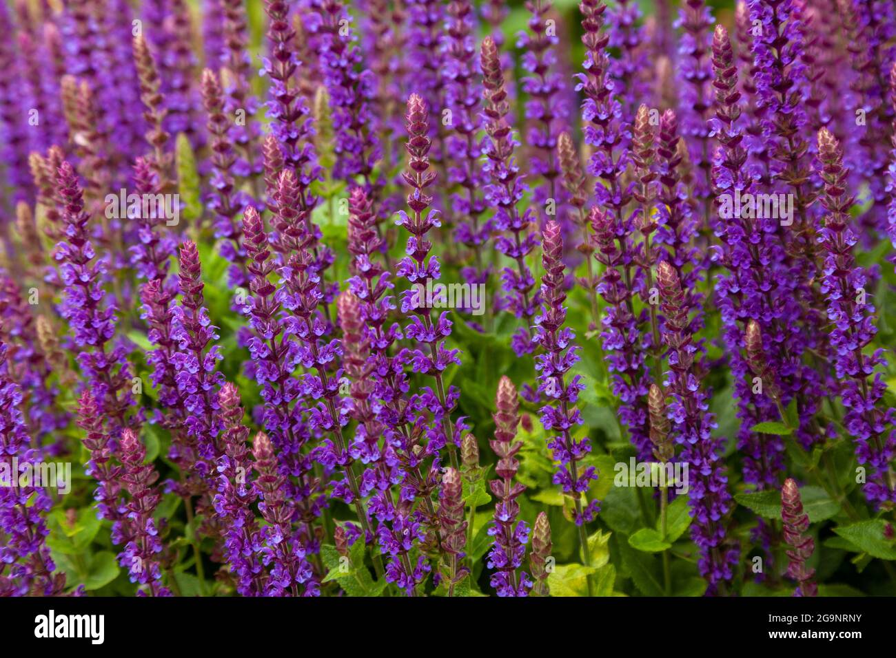 Salvia nemorosa, the woodland sage Stock Photo - Alamy