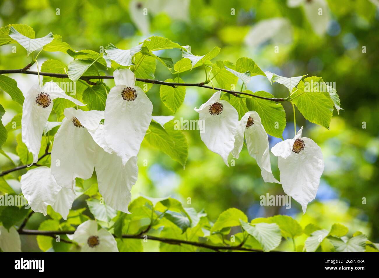 Davidia involucrata, handkerchief tree ,dove tree Stock Photo - Alamy