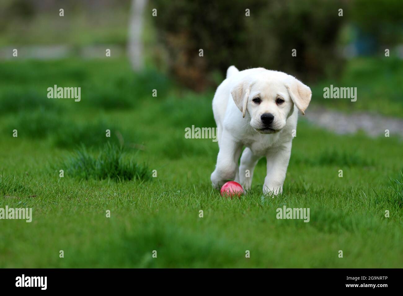 a yellow labrador dog playing in the park Stock Photo - Alamy