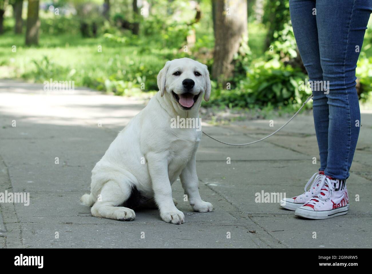 yellow labrador dog playing in the park Stock Photo - Alamy