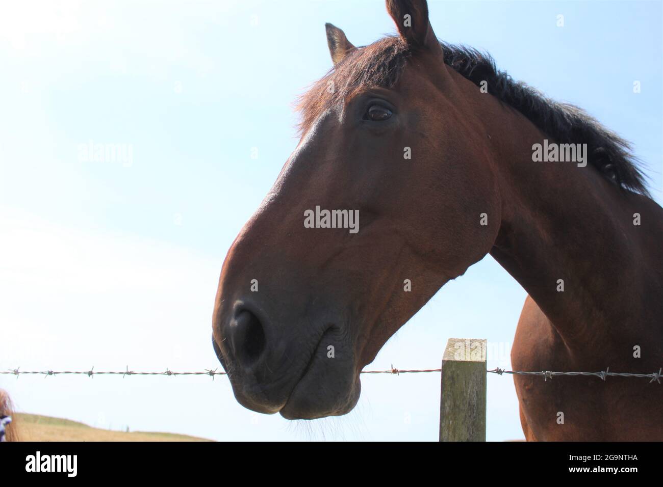 Portrait shot of a brown horse Stock Photo - Alamy