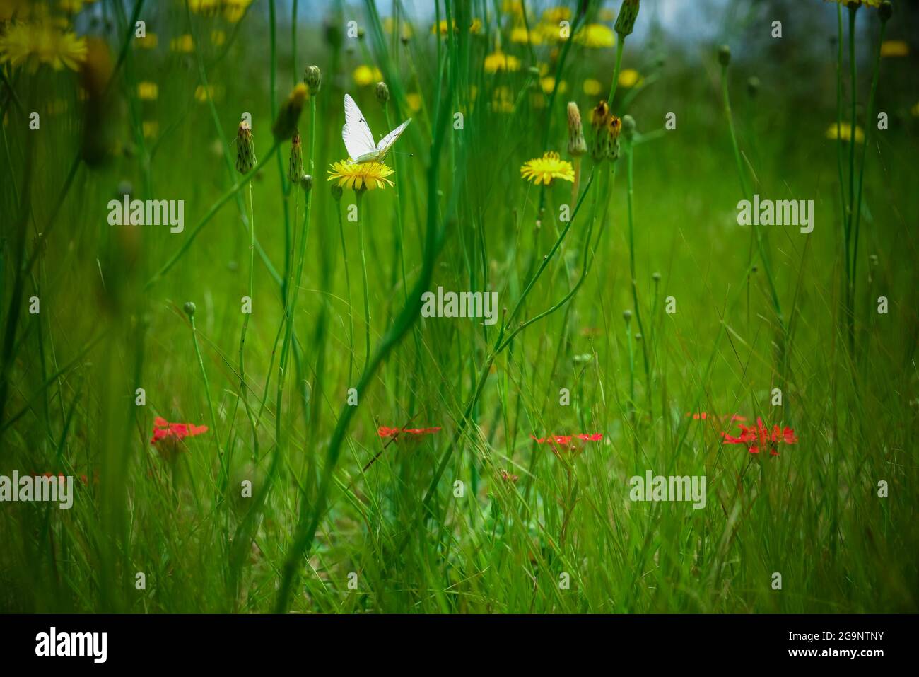 Wild flora, flowers in spring in the Pampas landscape, La Pampa ...
