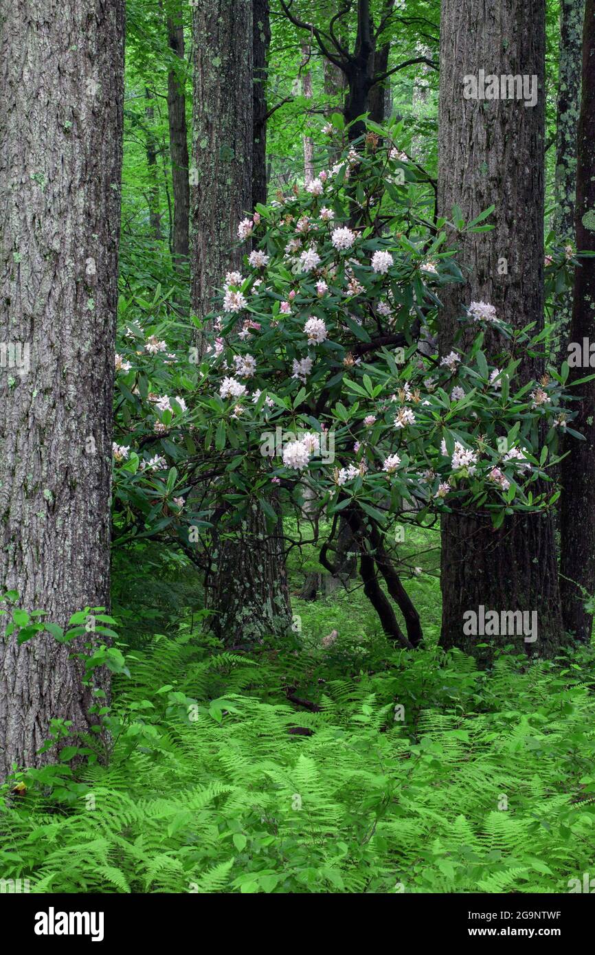 Rhododendron, Rhododendron maximum, also known as Great Laurel and ...