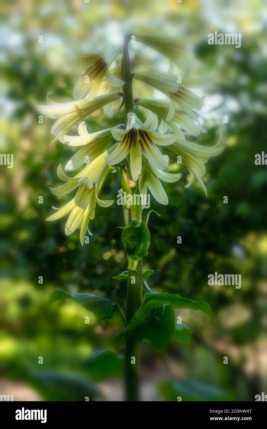 Outstanding Cardiocrinum Giganteum, giant Himalayan lily, natural ...