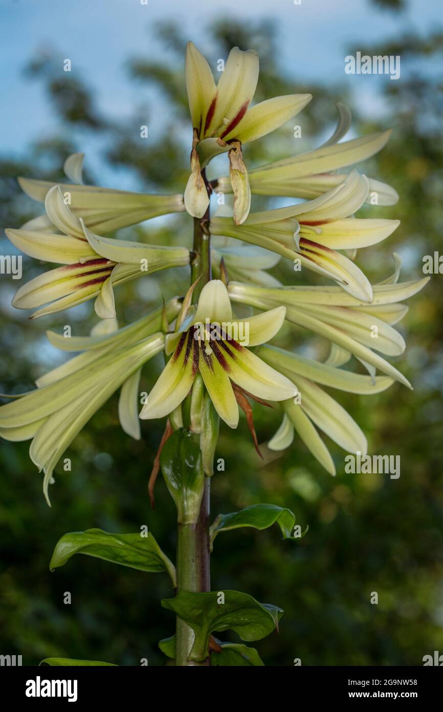 Outstanding Cardiocrinum Giganteum, giant Himalayan lily, natural ...