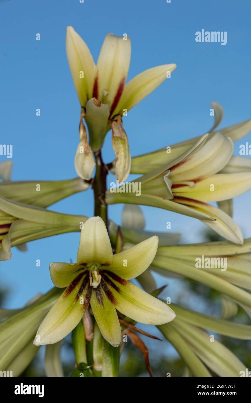 Outstanding Cardiocrinum Giganteum, giant Himalayan lily, natural ...