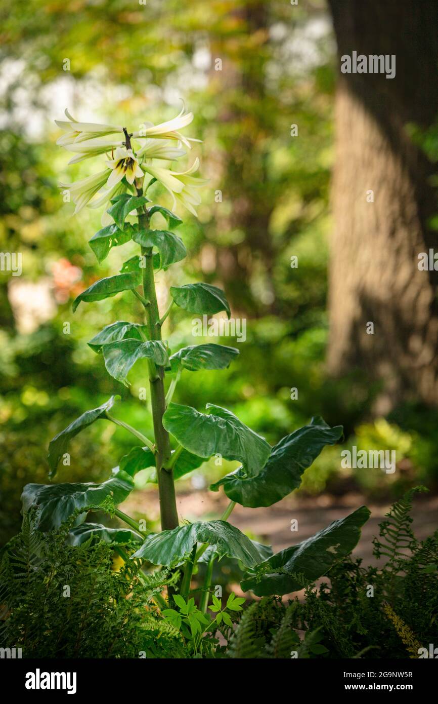 Outstanding Cardiocrinum Giganteum, giant Himalayan lily, natural ...