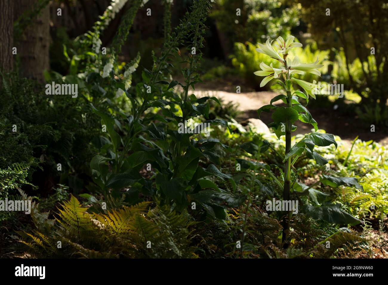 Outstanding Cardiocrinum Giganteum, giant Himalayan lily, natural ...