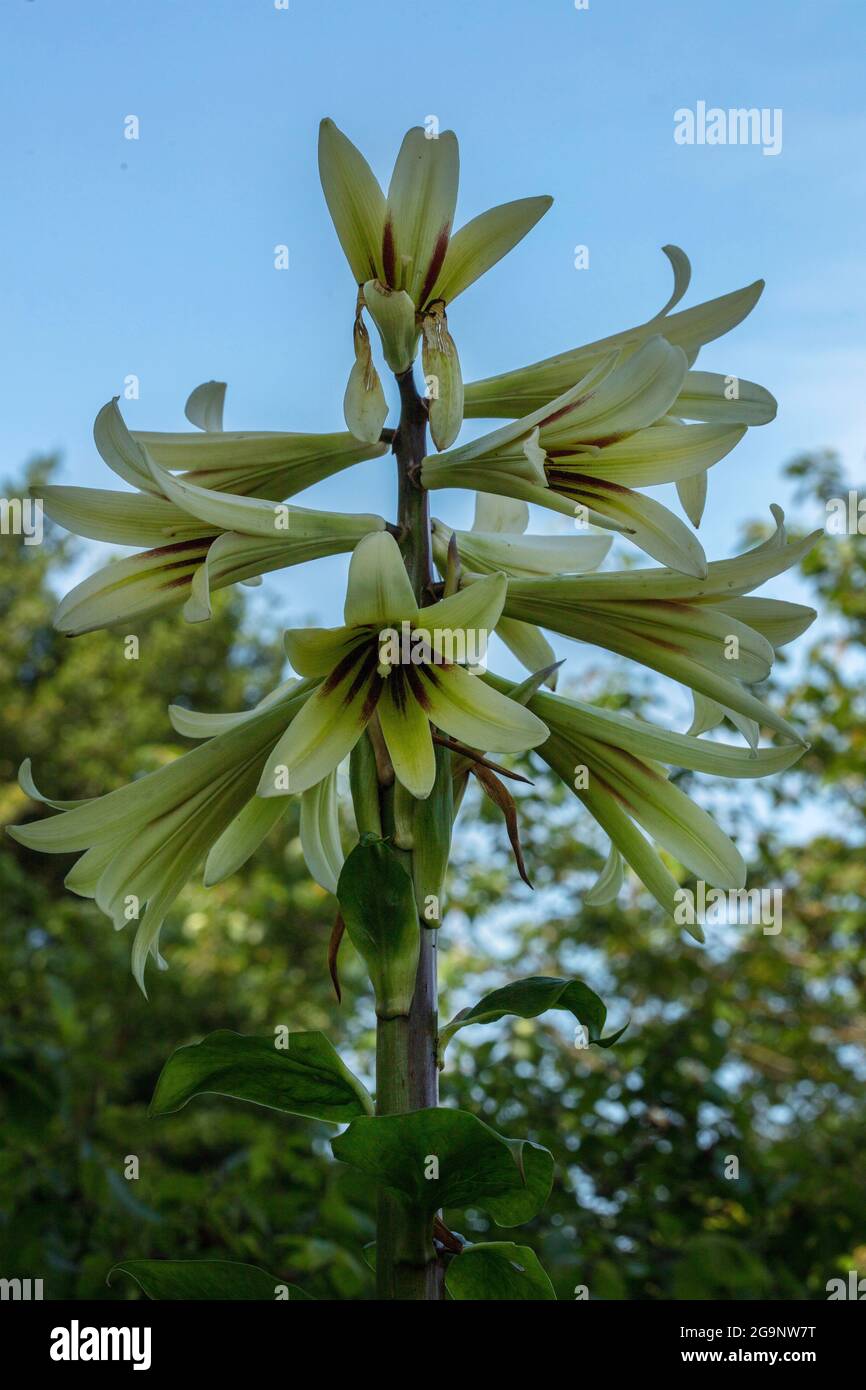 Outstanding Cardiocrinum Giganteum, giant Himalayan lily, natural ...