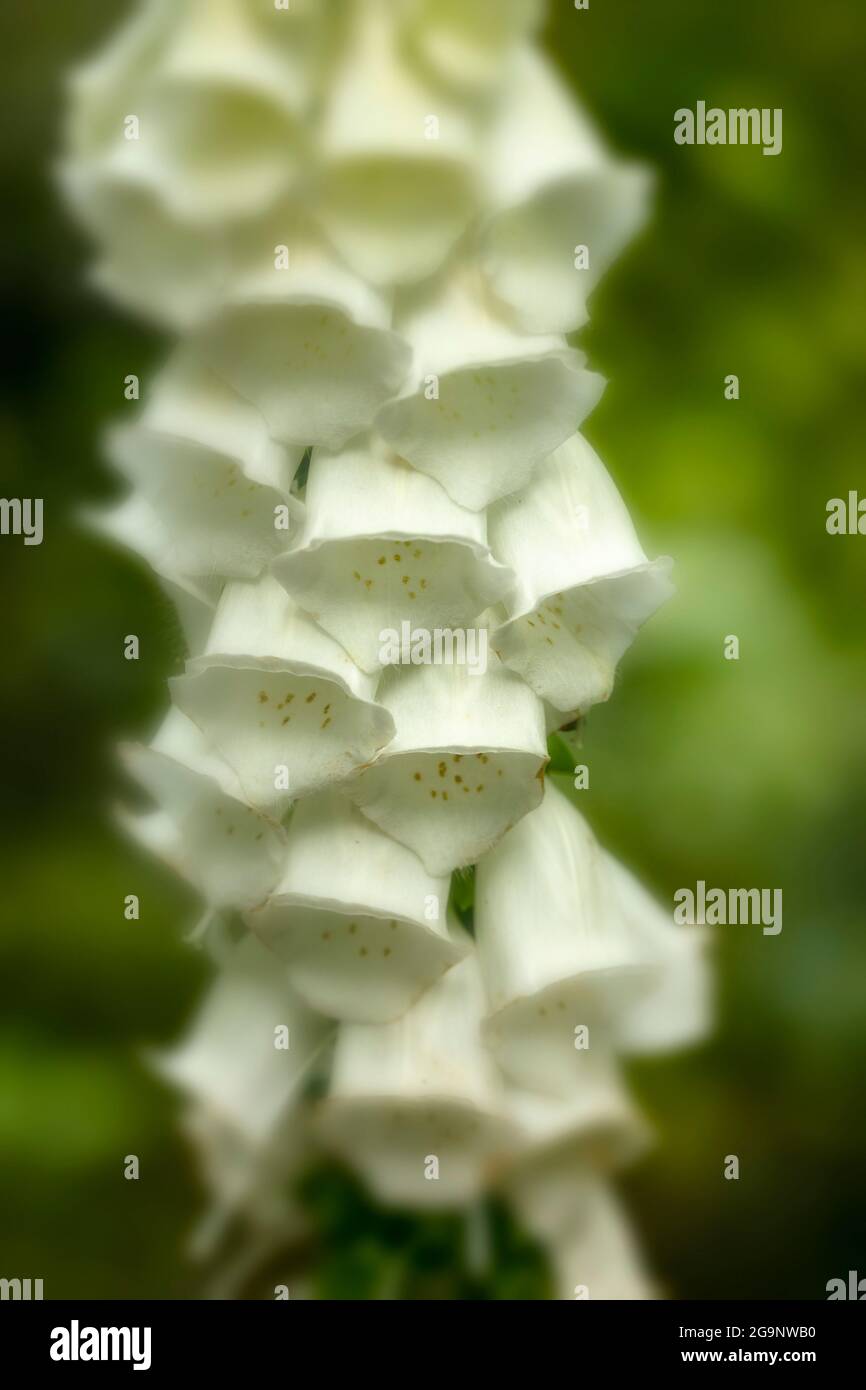 Very close up picture of foxglove (Digitalis purpurea) flowers, natural ...