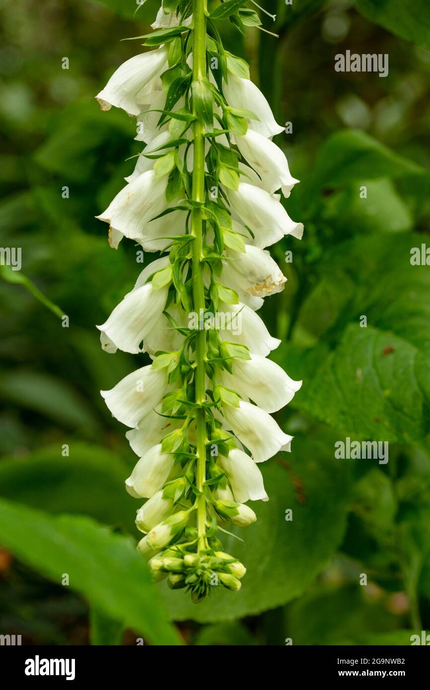 Very close up picture of foxglove (Digitalis purpurea) flowers, natural ...