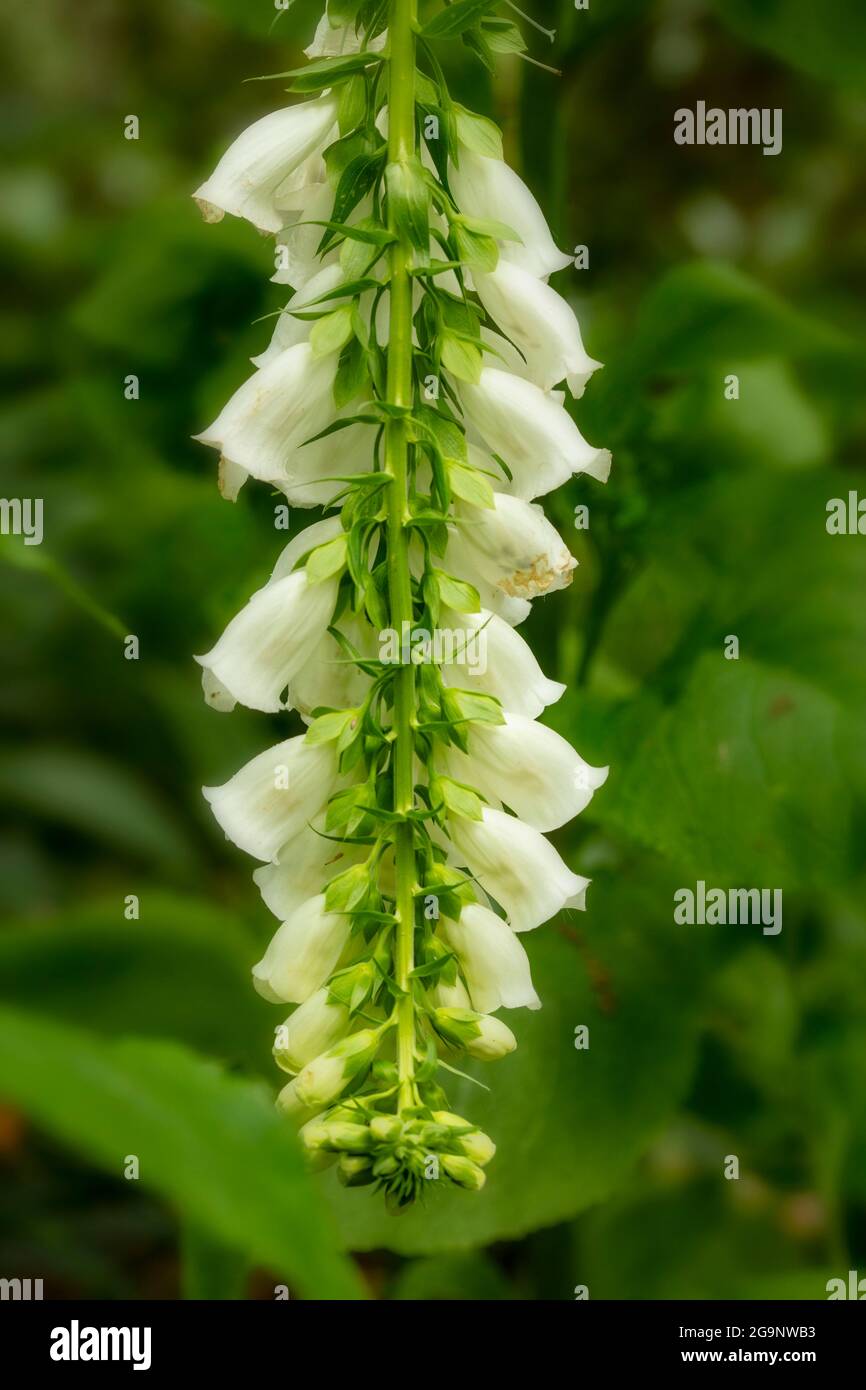 Very close up picture of foxglove (Digitalis purpurea) flowers, natural ...