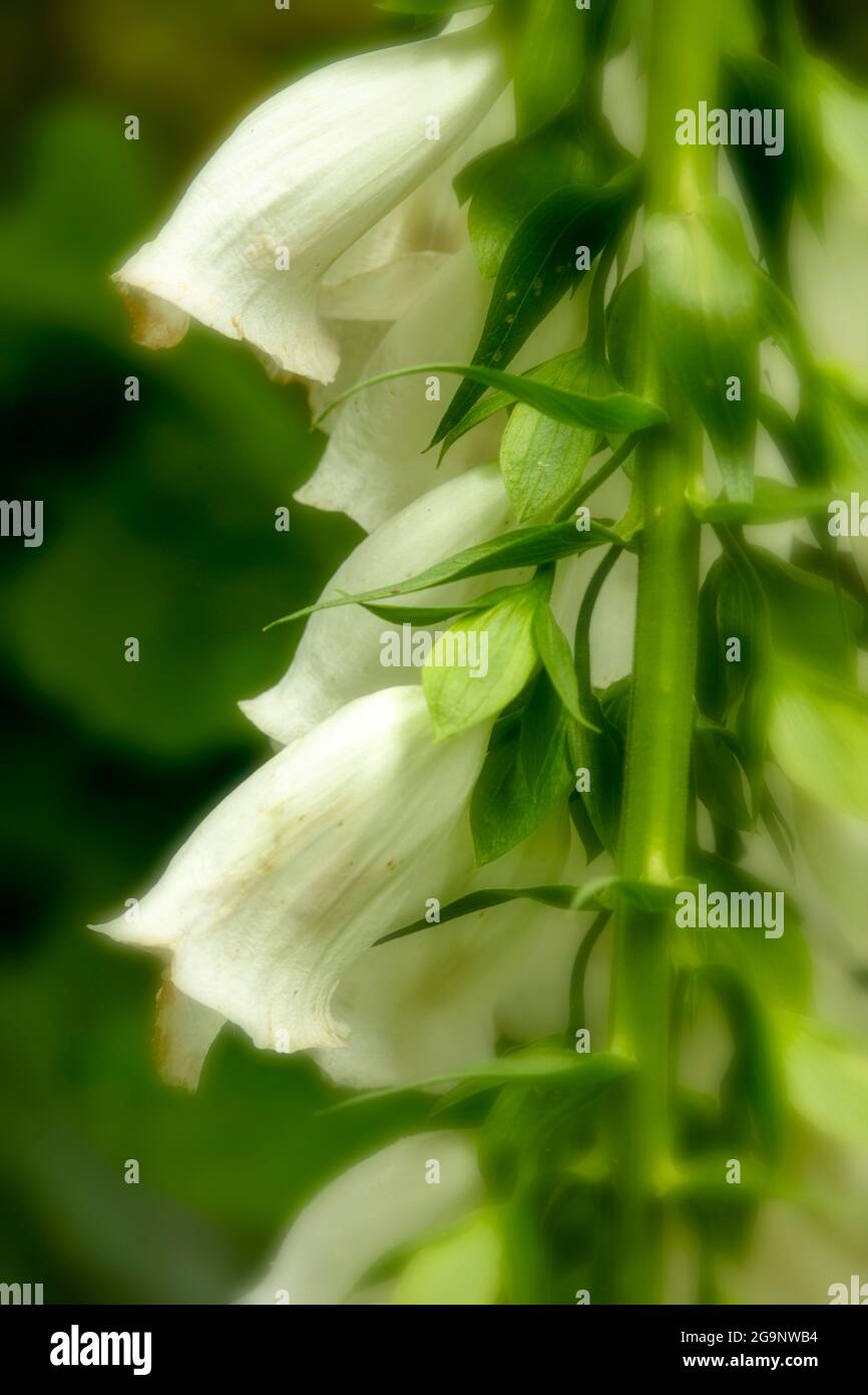 Very close up picture of foxglove (Digitalis purpurea) flowers, natural ...