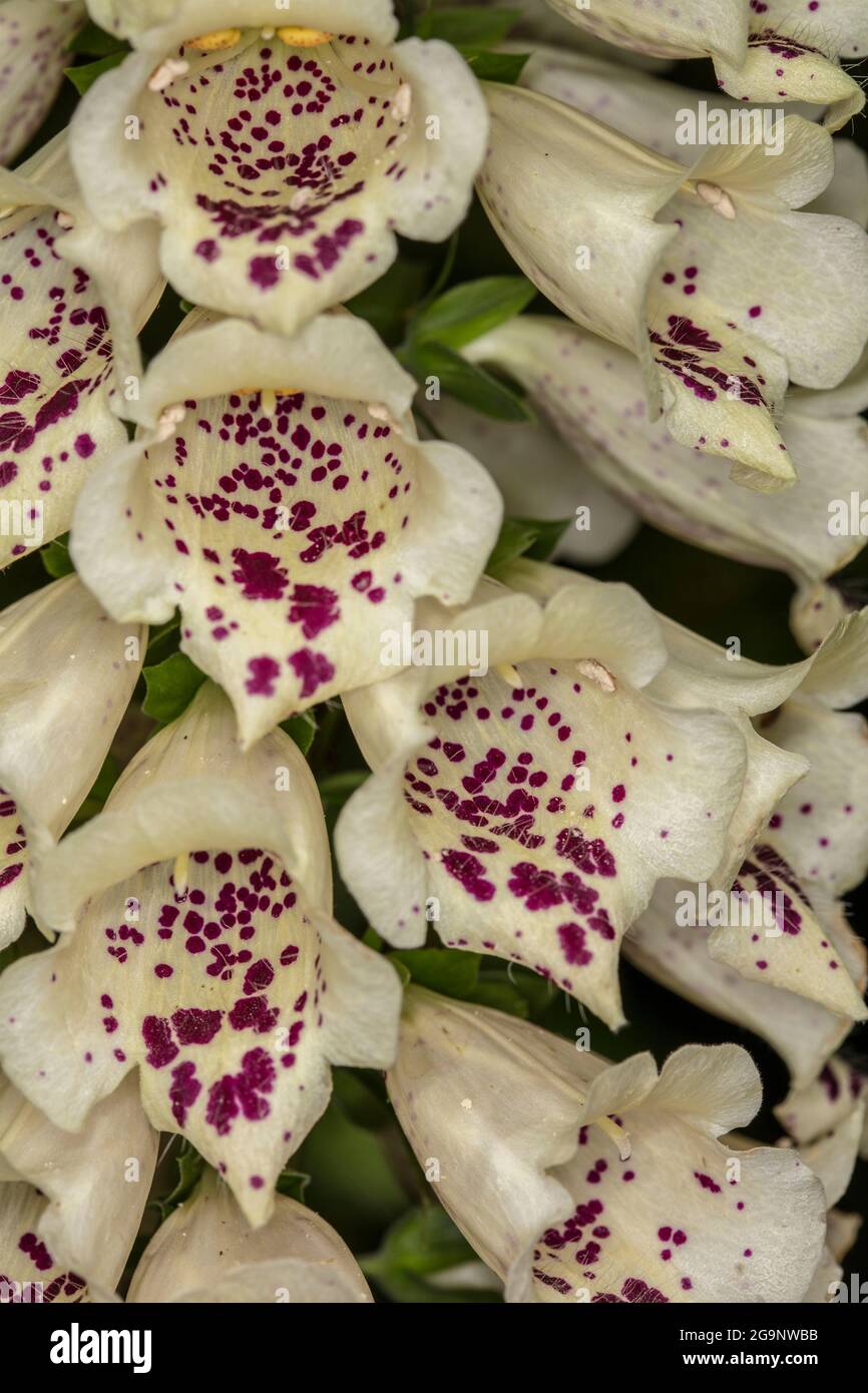 Very close up picture of foxglove (Digitalis purpurea) flowers, natural ...