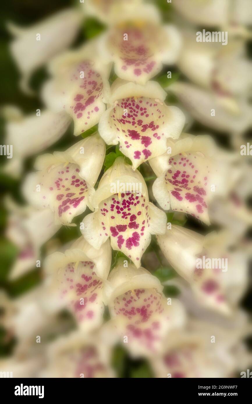 Very close up picture of foxglove (Digitalis purpurea) flowers, natural ...