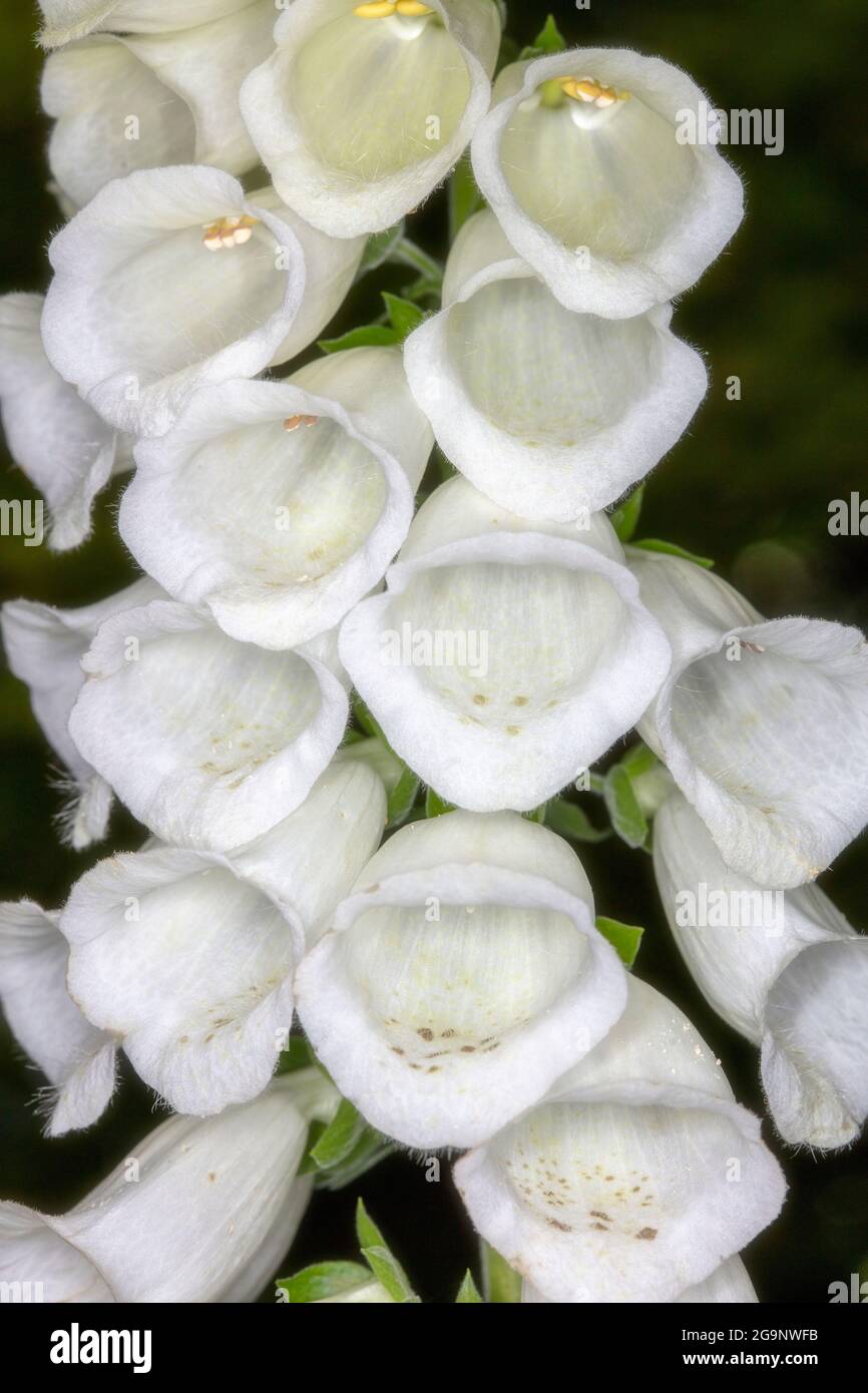 Very close up picture of foxglove (Digitalis purpurea) flowers, natural ...