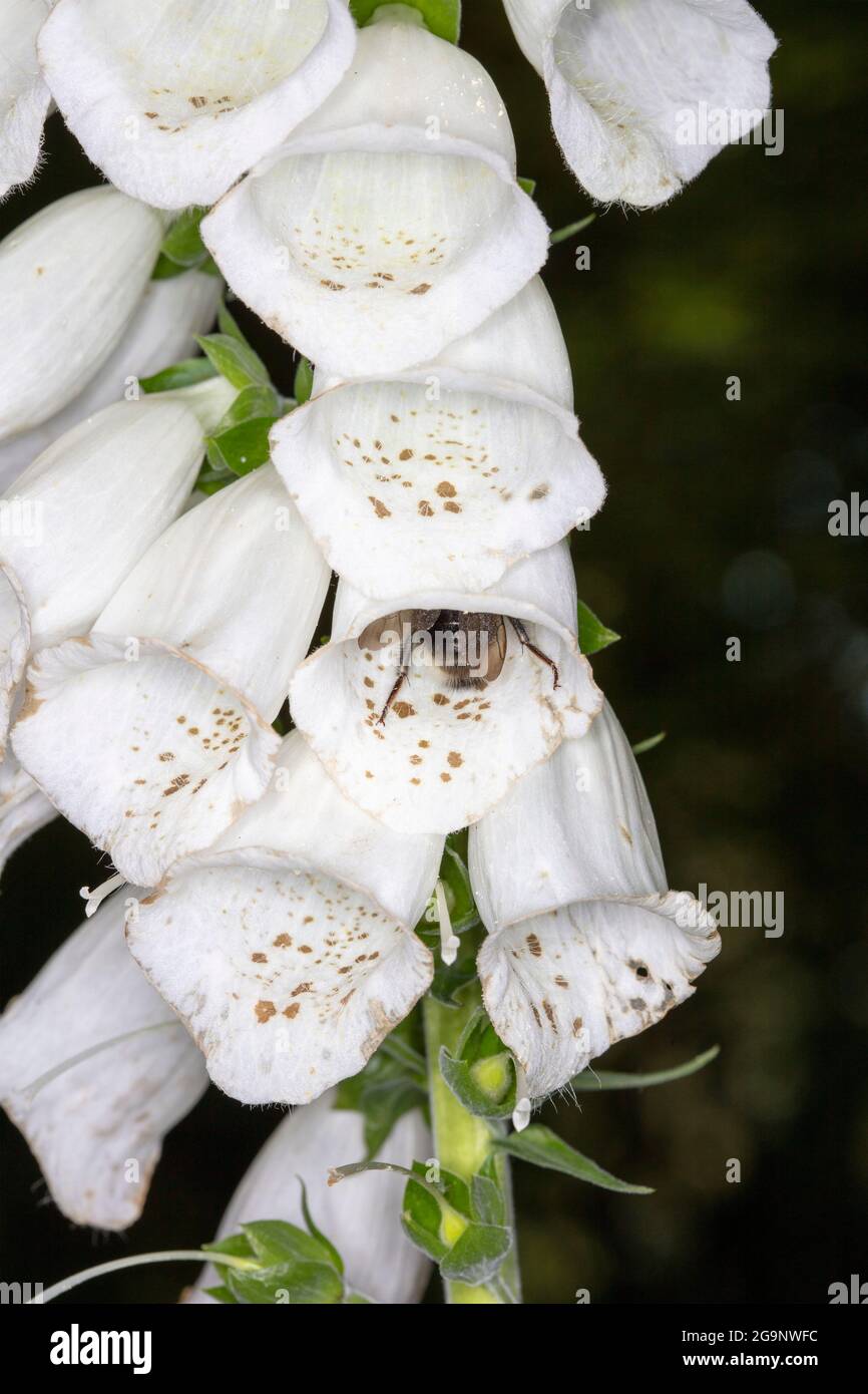 Very close up picture of foxglove (Digitalis purpurea) flowers, natural ...