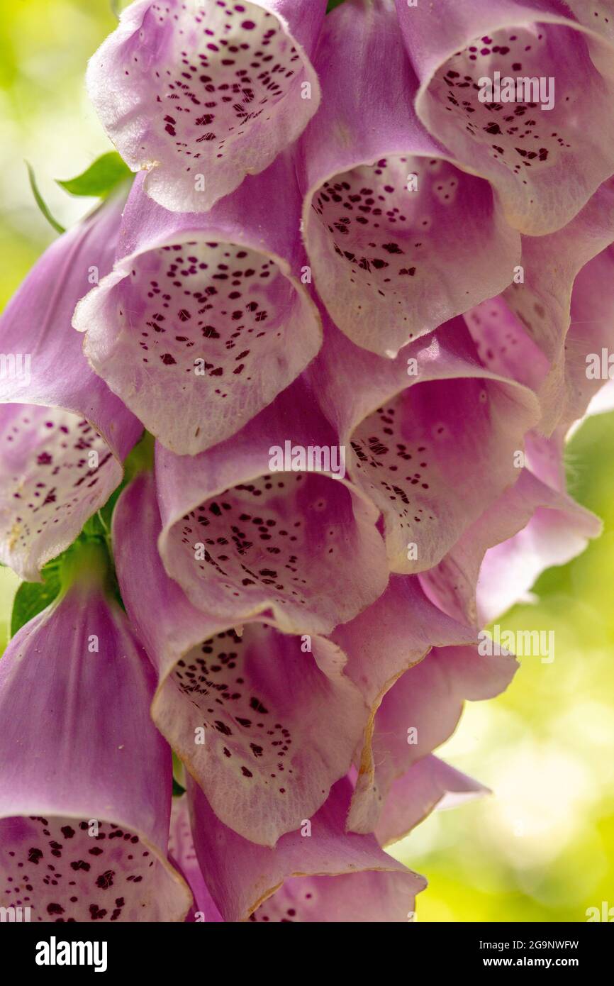 Very close up picture of foxglove (Digitalis purpurea) flowers, natural ...
