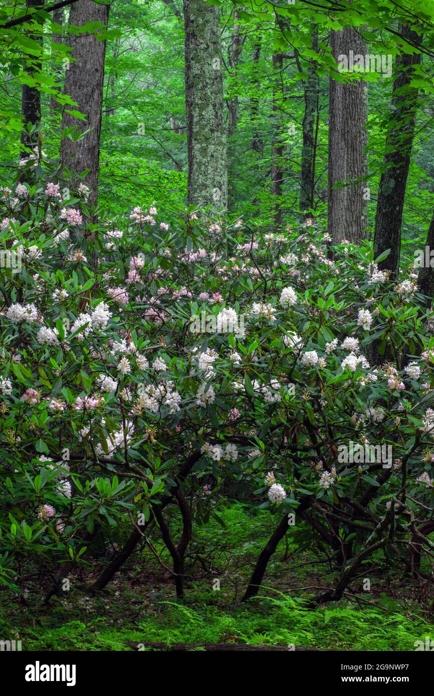Rhododendron, Rhododendron maximum, also known as Great Laurel and ...