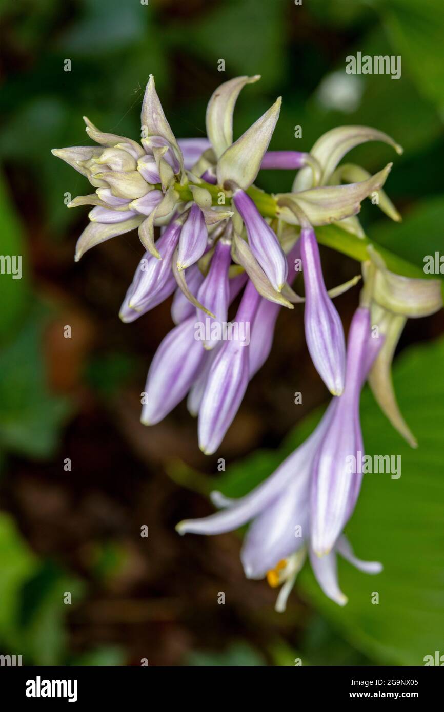 Close up Hosta (Tardiana Group) ‘Wagtail’ flowering stalk Stock Photo ...