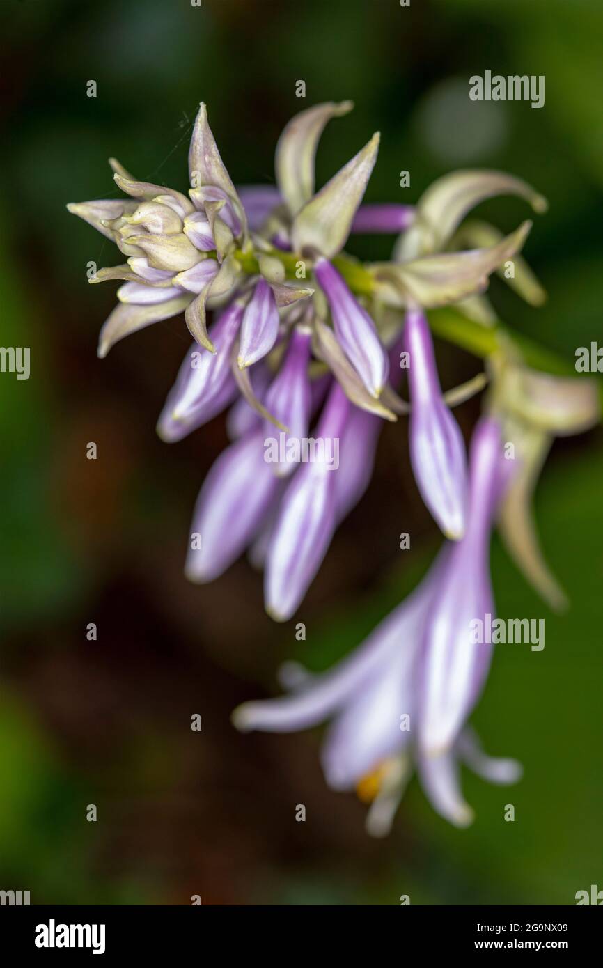 Close up Hosta (Tardiana Group) ‘Wagtail’ flowering stalk Stock Photo ...