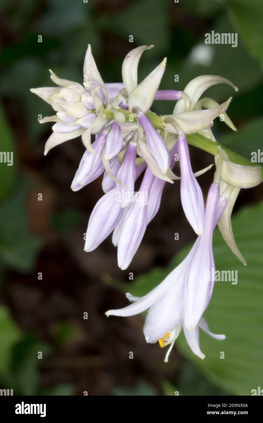 Close up Hosta (Tardiana Group) ‘Wagtail’ flowering stalk Stock Photo ...