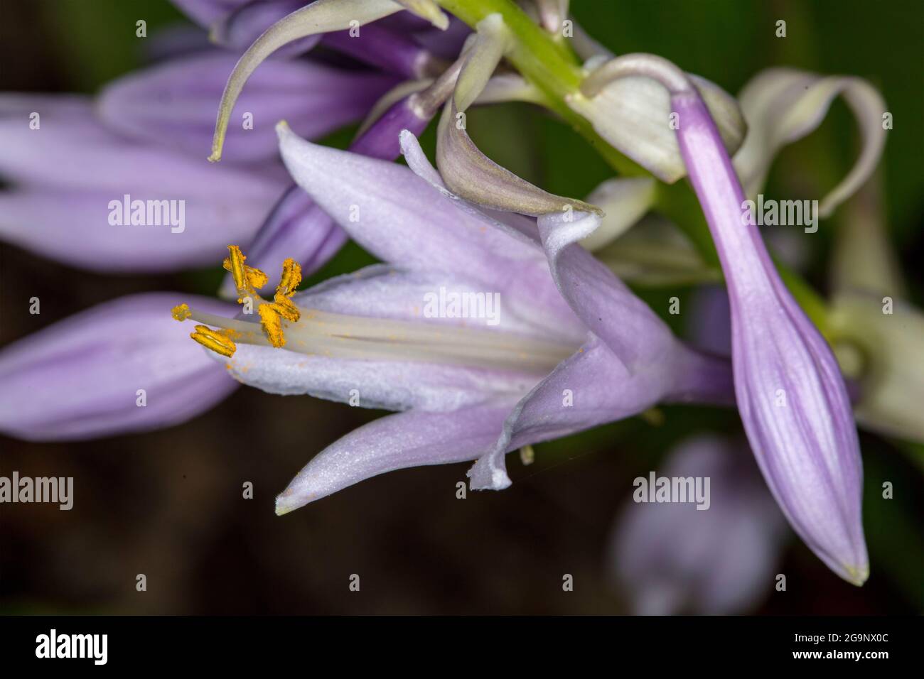 Hosta anatomy hi-res stock photography and images - Alamy