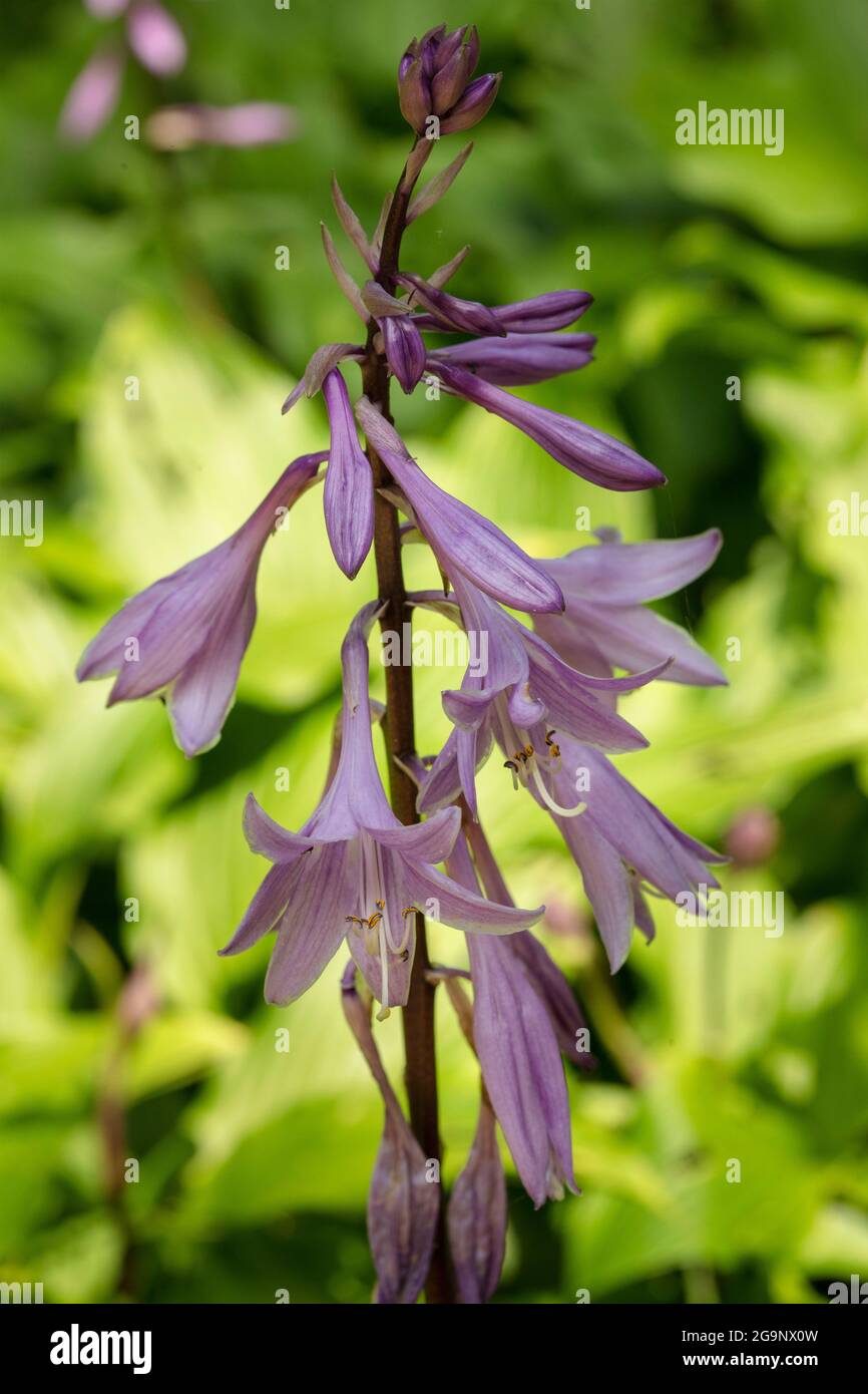 Hosta anatomy hi-res stock photography and images - Alamy