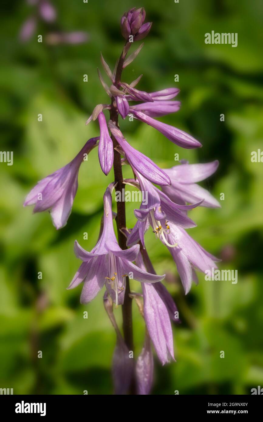 Close up Hosta (Tardiana Group) ‘Wagtail’ flowering stalk Stock Photo ...