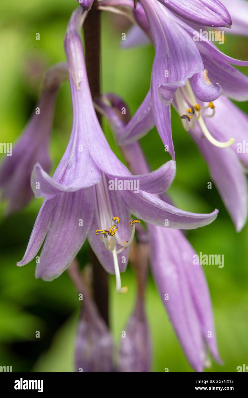 Close up Hosta (Tardiana Group) ‘Wagtail’ flowering stalk Stock Photo ...