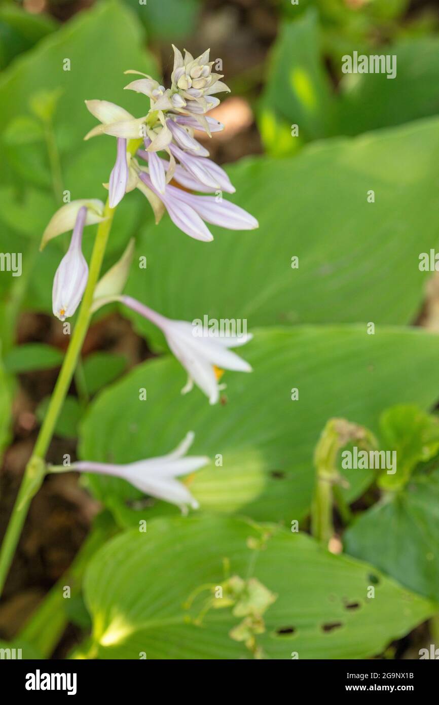 Close up Hosta (Tardiana Group) ‘Wagtail’ flowering stalk Stock Photo ...