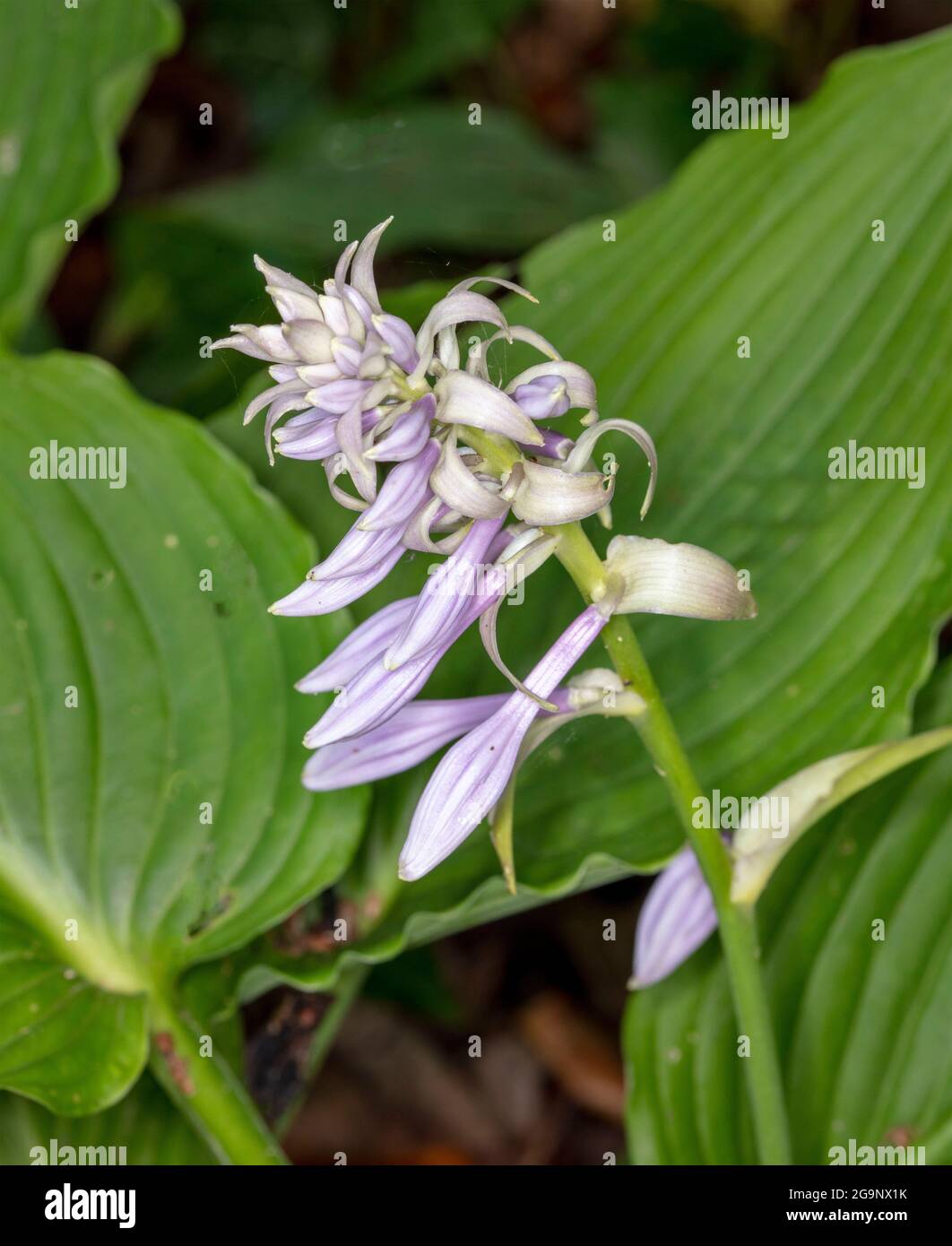 Hosta anatomy hi-res stock photography and images - Alamy