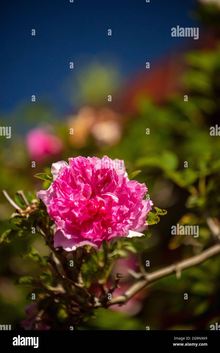 Rosa roxburghii f roxburghii hi-res stock photography and images - Alamy