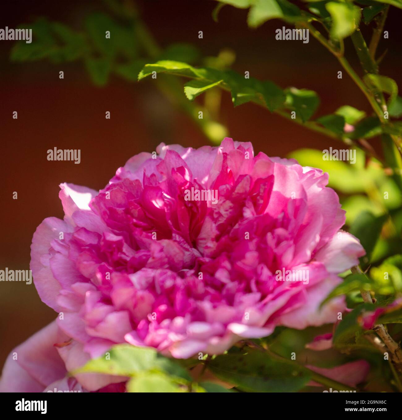 Rosa roxburghii f roxburghii hi-res stock photography and images - Alamy