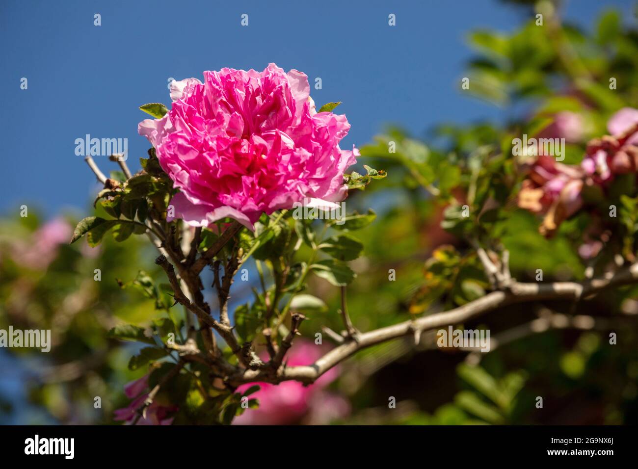 Prolific Rosa Roxburghii f. Roxburghii flowering in bright sunshine ...