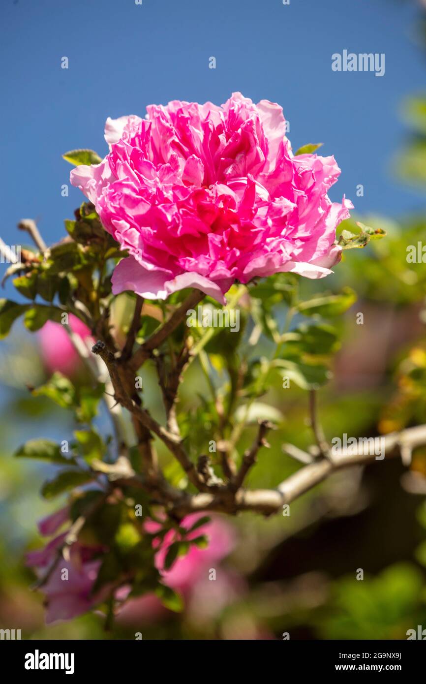 Chestnut rose rosa roxburghii hi-res stock photography and images - Alamy
