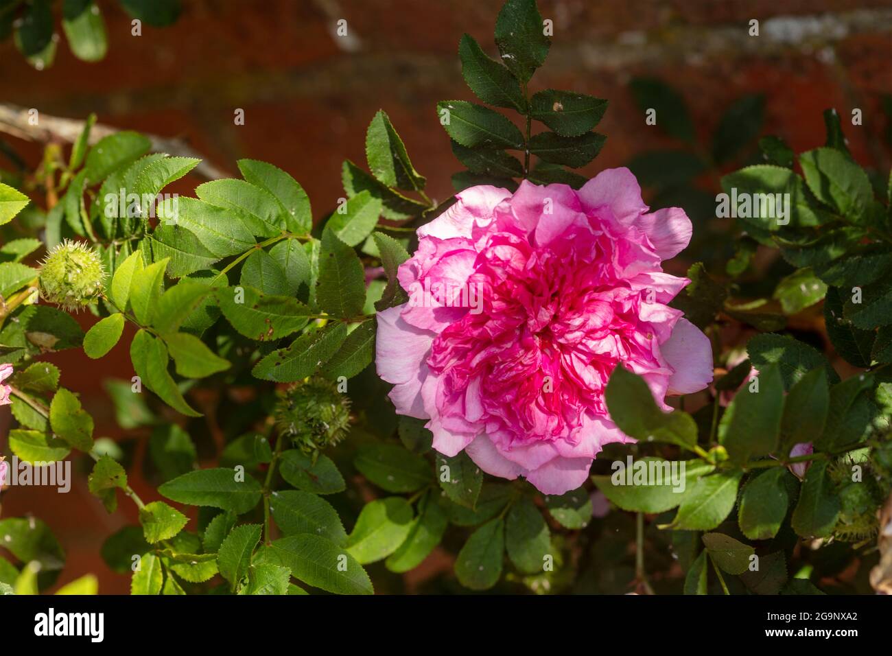 Prolific Rosa Roxburghii f. Roxburghii flowering in bright sunshine ...