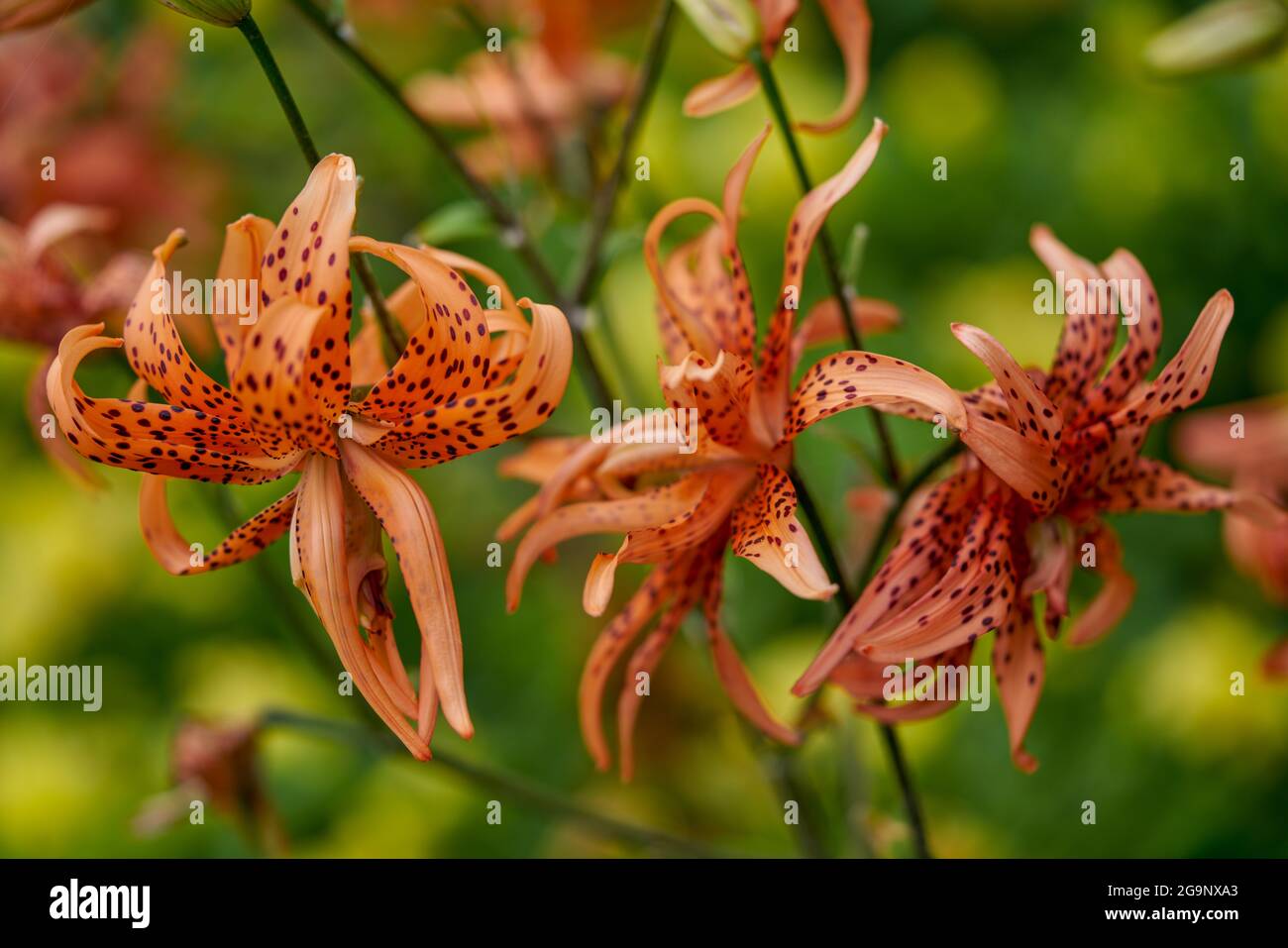 Lilium lancifolium flore pleno hi-res stock photography and images - Alamy