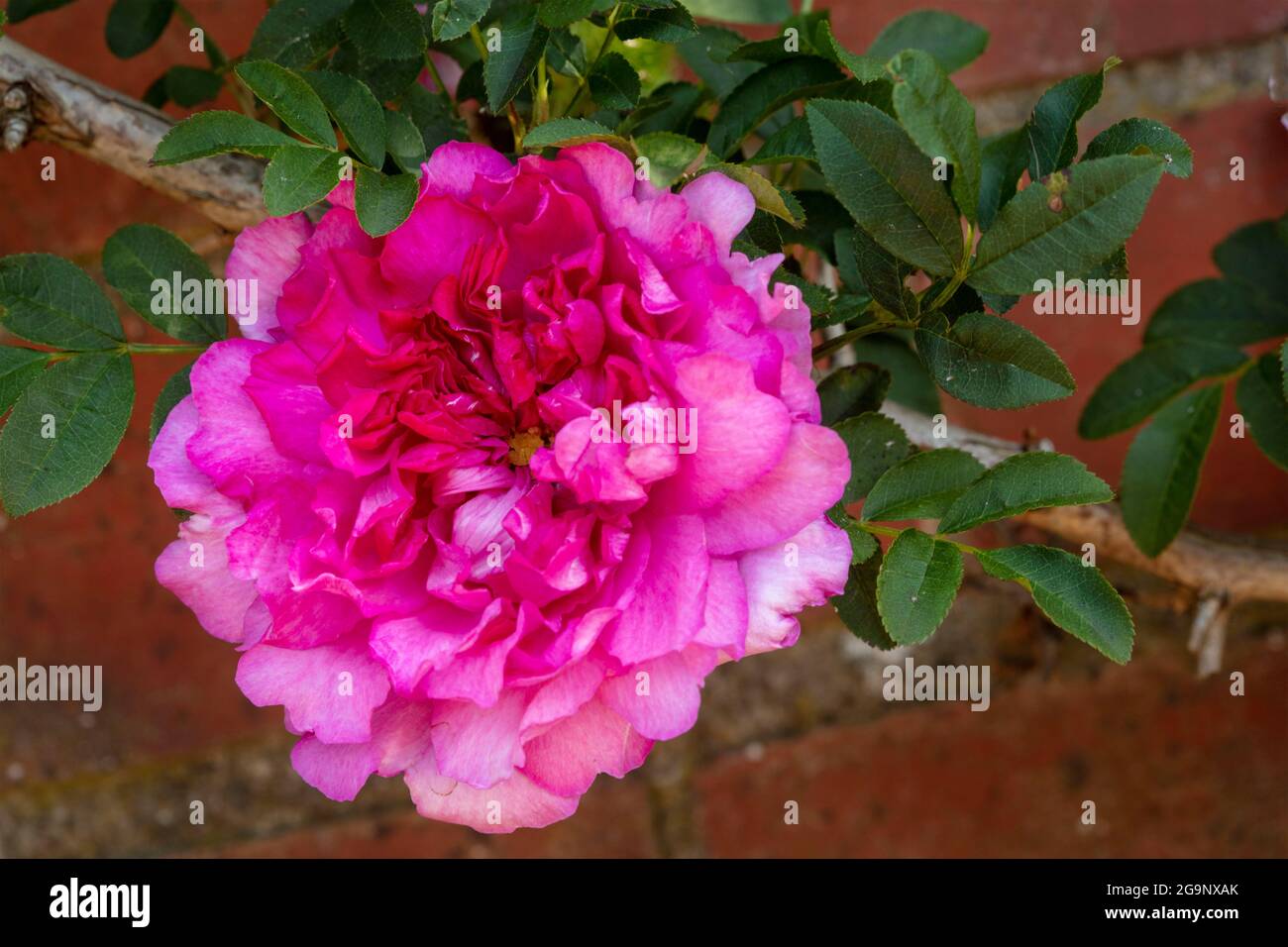 Prolific Rosa Roxburghii f. Roxburghii flowering in bright sunshine ...
