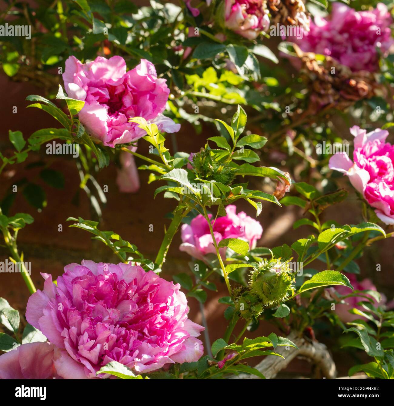 Prolific Rosa Roxburghii f. Roxburghii flowering in bright sunshine ...