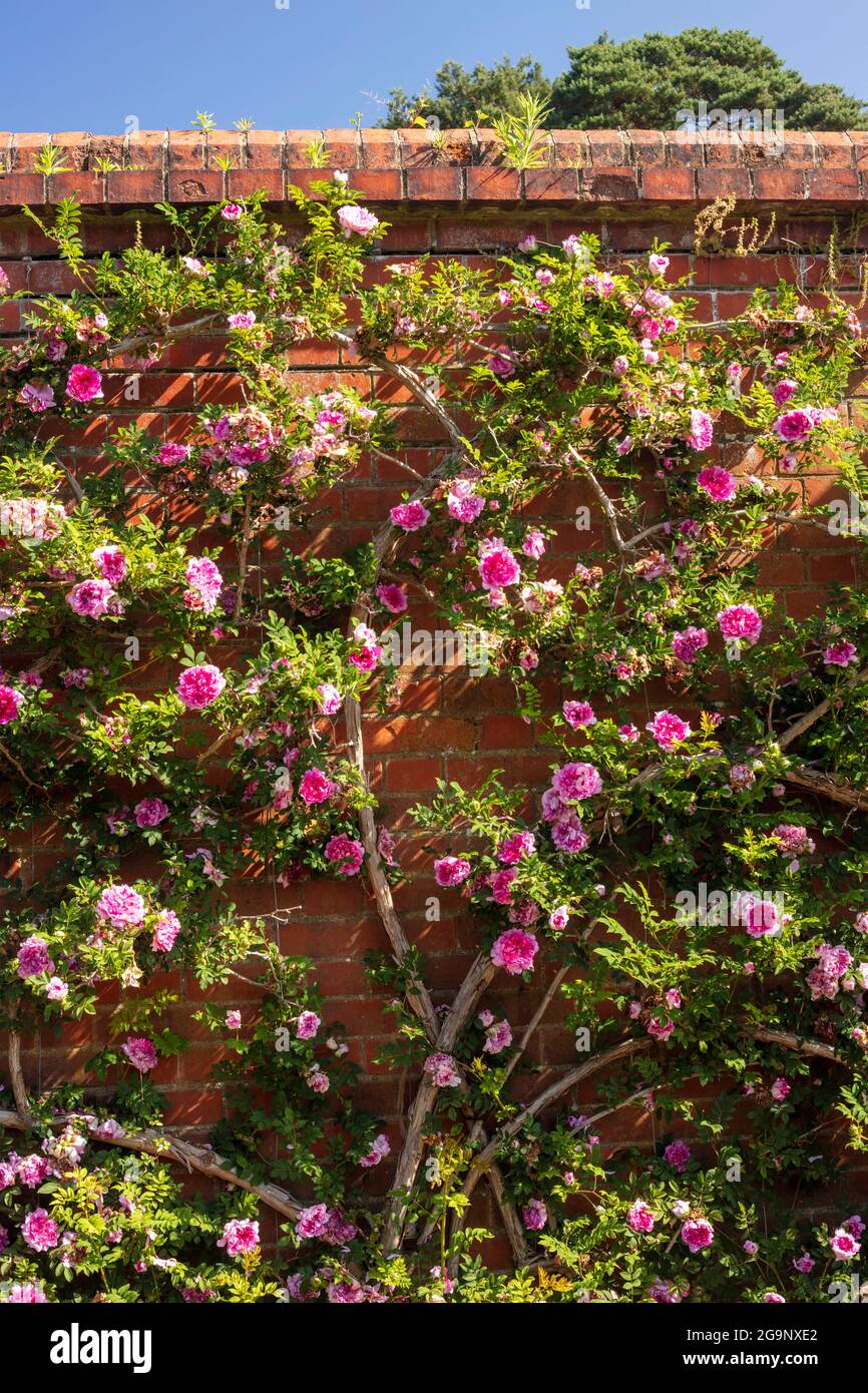 Prolific Rosa Roxburghii f. Roxburghii flowering in bright sunshine ...