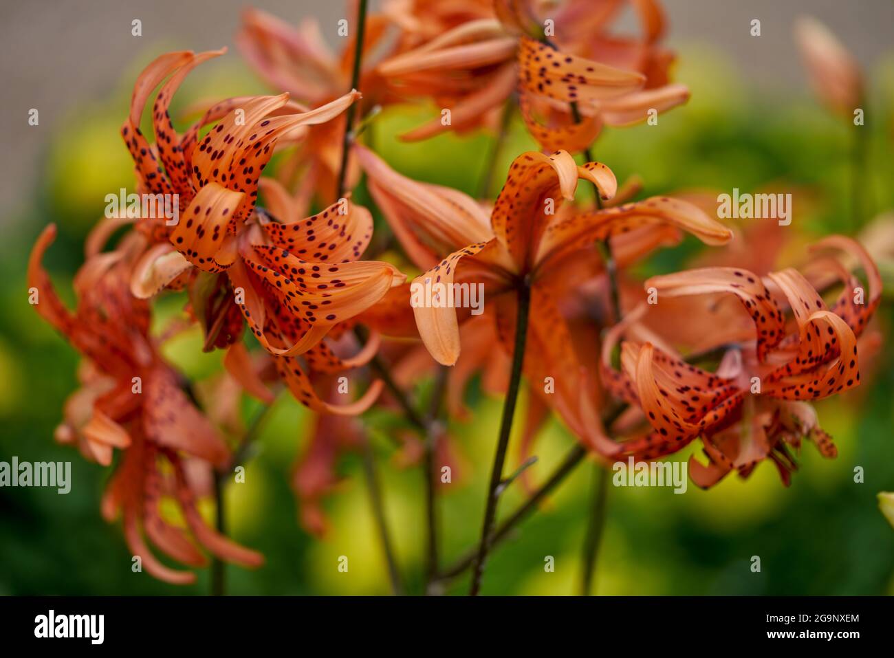 Lilium lancifolium hi-res stock photography and images - Alamy