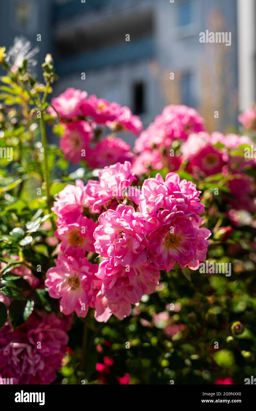 Gloria mundi roses hi-res stock photography and images - Alamy