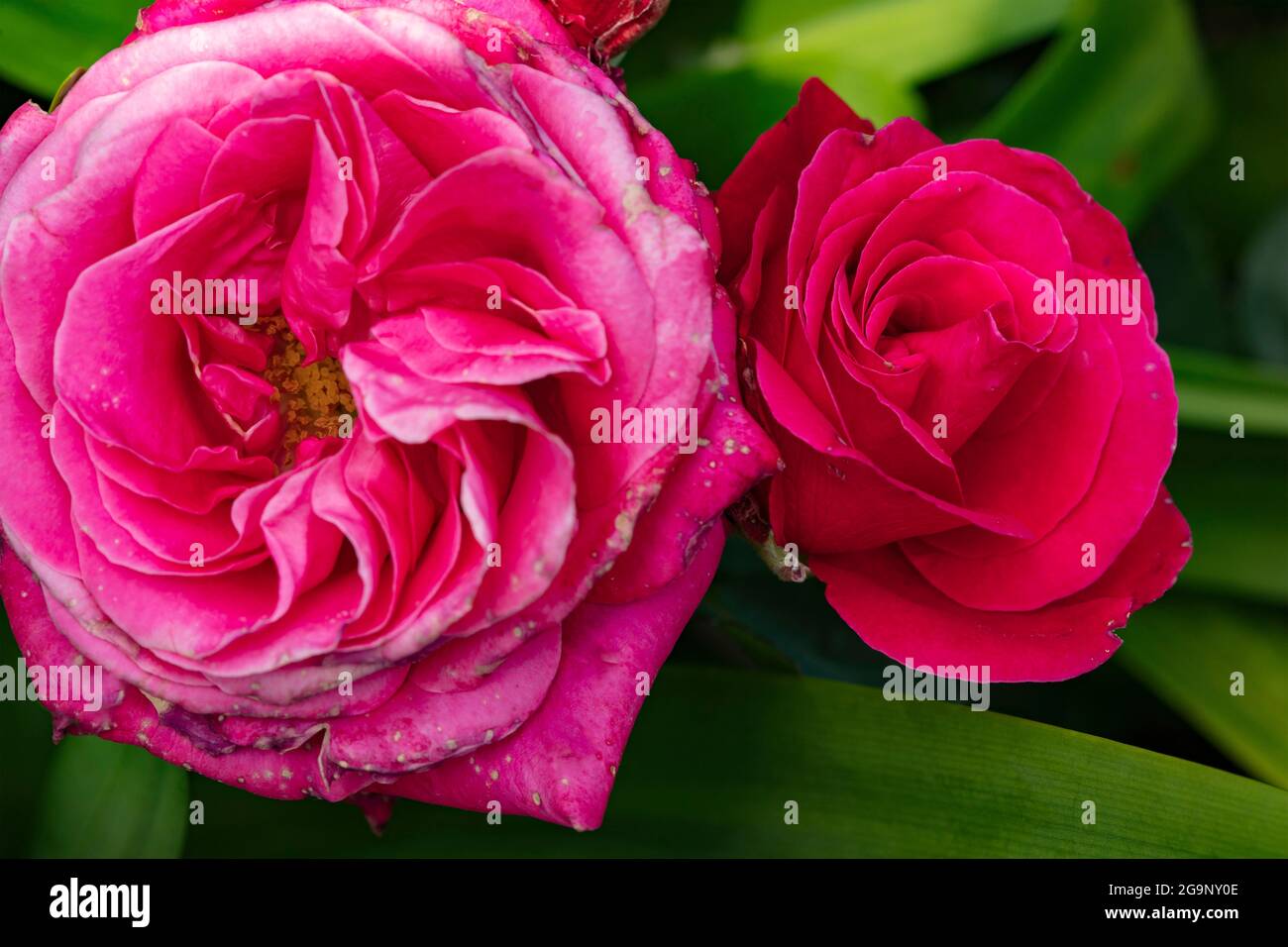 Romantic Rosa ‘Charisma’, Rose 'Charisma', Floribunda rose 'Charisma ...