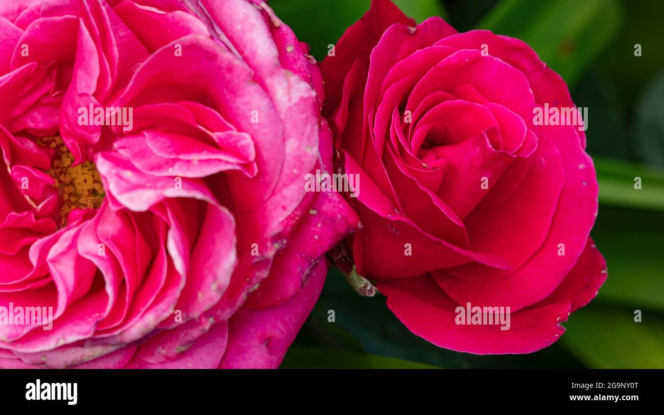 Romantic Rosa ‘Charisma’, Rose 'Charisma', Floribunda rose 'Charisma ...