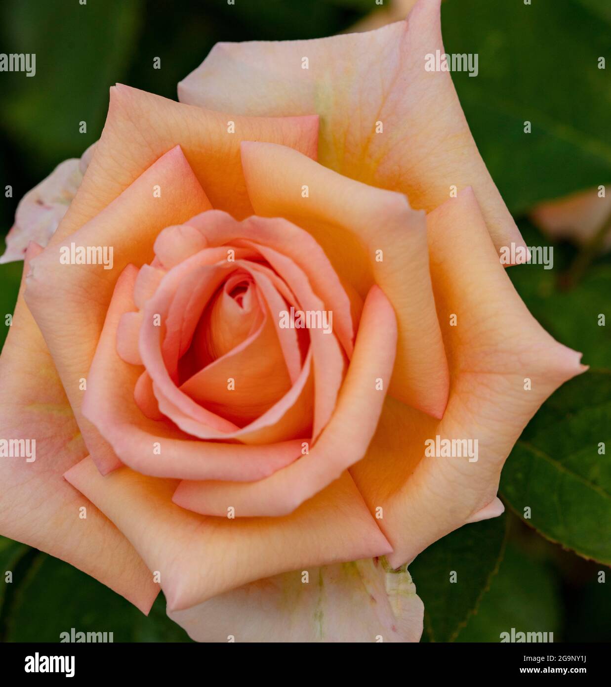 Variable Rosa Scent Sensation ‘Fryromeo’, Rosa ‘Scent-sation’, Rose ...