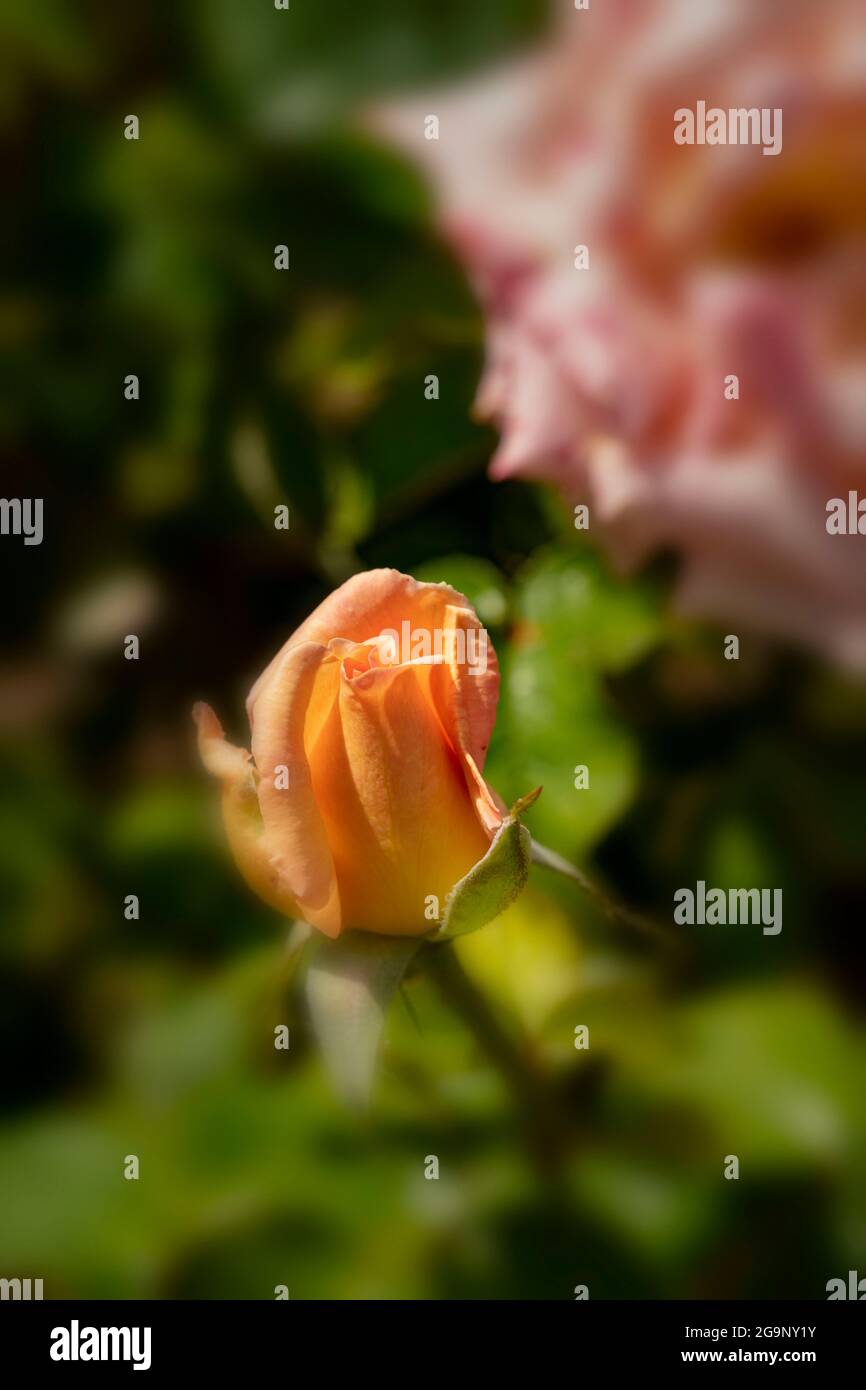 Variable Rosa Scent Sensation ‘Fryromeo’, Rosa ‘Scent-sation’, Rose ...