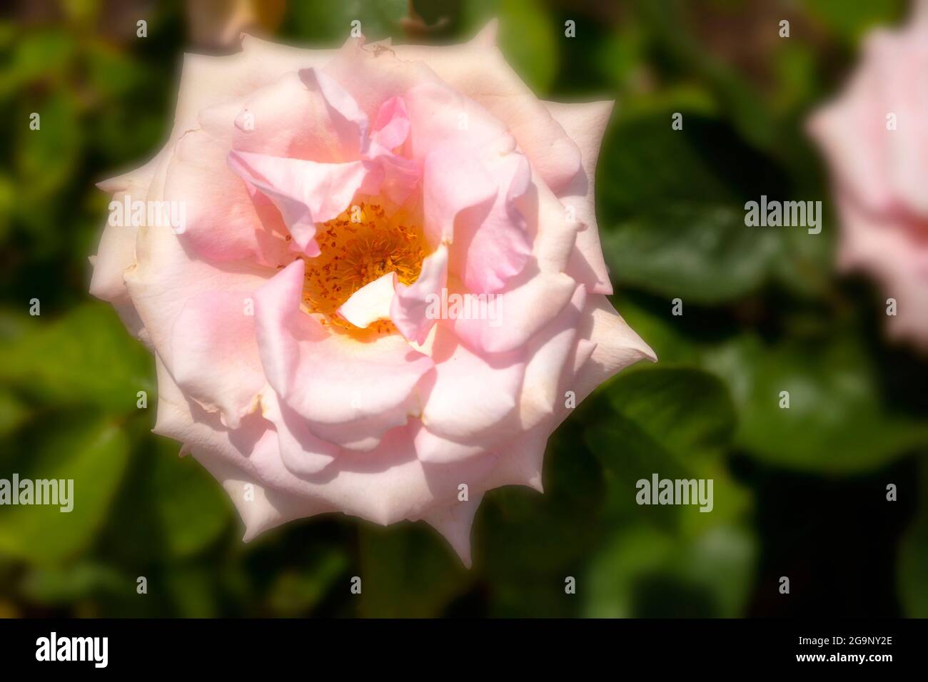 Variable Rosa Scent Sensation ‘Fryromeo’, Rosa ‘Scent-sation’, Rose ...